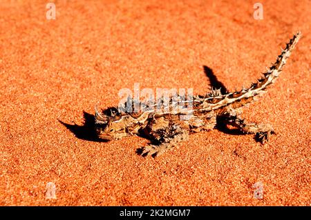 Remarkable Thorny Devil in red desert sand Stock Photo - Alamy