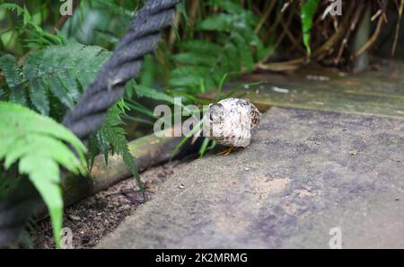 Close-up, portrait of a dwarf quail, a species of pheasants ...
