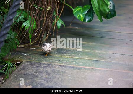 Close-up, portrait of a dwarf quail, a species of pheasants ...