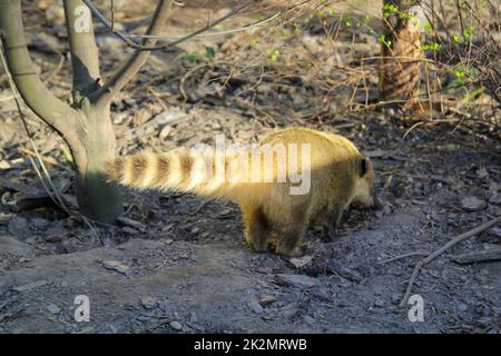 Portrait of a coati in its enclosure Stock Photo - Alamy