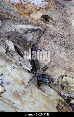 Close-up of a larva of a firefly, a short-winged moth Stock Photo - Alamy