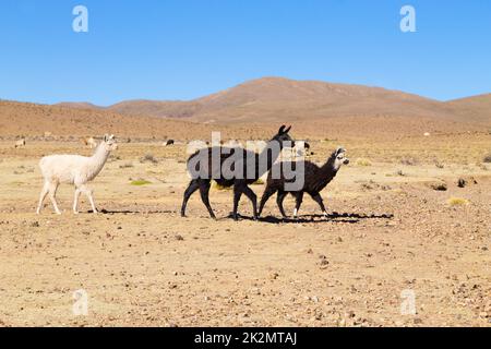 Bolivian llama breeding,Bolivia Stock Photo - Alamy