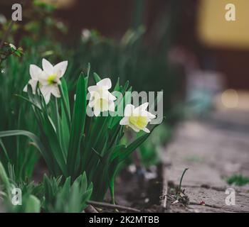 narcissus bush with green leaves and yellow flower in the garden Stock ...
