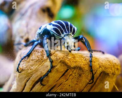 The white Goliath beetle Goliathus goliatus quadrimaculatus from Africa ...