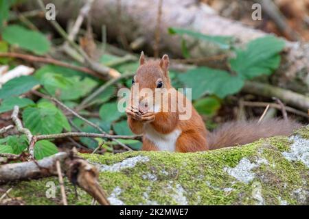 Red Squirrel (Sciurus vulgaris), Carnie Woods, Aberdeenshire, Scotland ...