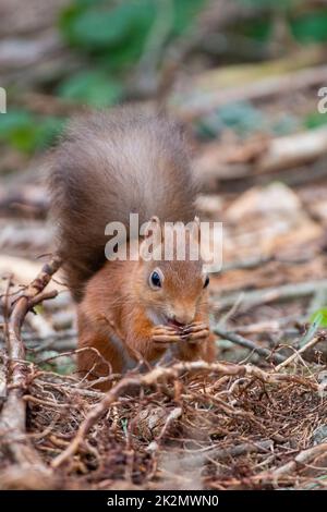Red Squirrel (Sciurus vulgaris), Carnie Woods, Aberdeenshire, Scotland ...
