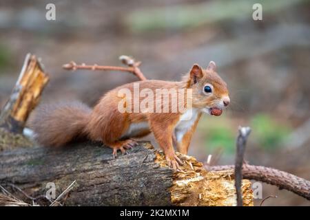 Red Squirrel (Sciurus vulgaris), Carnie Woods, Aberdeenshire, Scotland ...