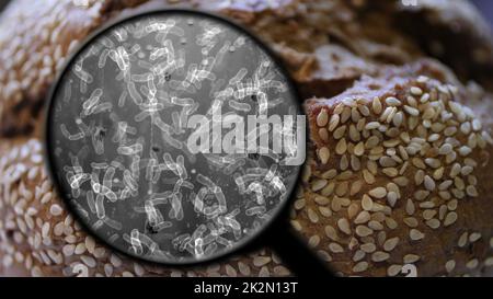 Searching for bacteria in bread Stock Photo - Alamy