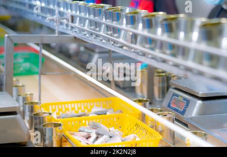 Canned fish factory. Food industry. Sardines in red tomato sauce in ...