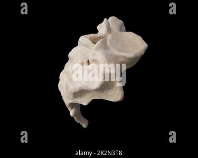 3d rendered illustration of the sacrum, illustration of human skeleton ...