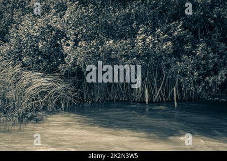 Muyil Lagoon panorama view landscape nature turquoise water Mexico ...