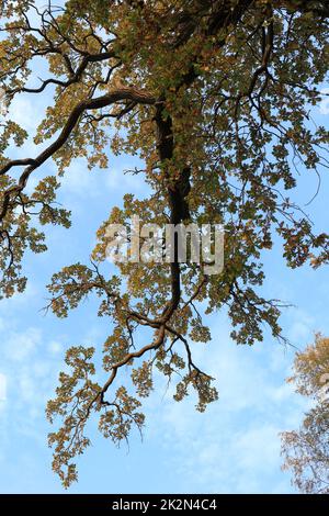 branches and foliage of a huge oak Stock Photo - Alamy