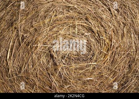 Hay ball texture. Closeup of golden hay roll. Harvesting and ...