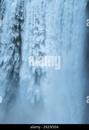 Seagull bird flying through powerful Skogafoss waterfall in summer at ...