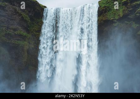 Seagull bird flying through powerful Skogafoss waterfall in summer at ...