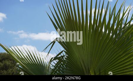 Windmill palm tree palmate with blue sky behind Stock Photo - Alamy