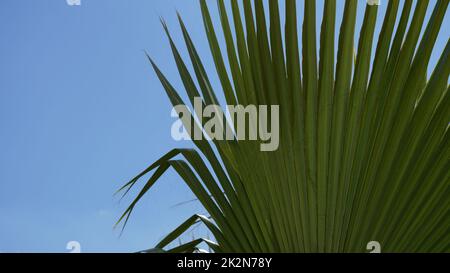 Windmill palm tree palmate with blue sky behind Stock Photo - Alamy