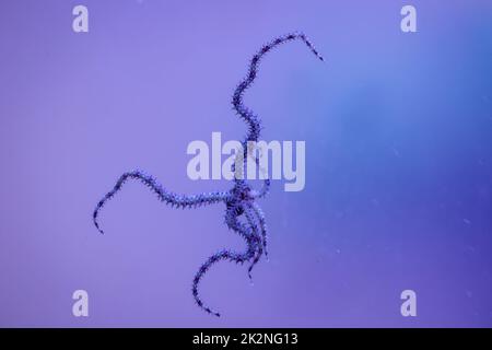 A snake starfish with its six tentacles on the pane of a marine ...