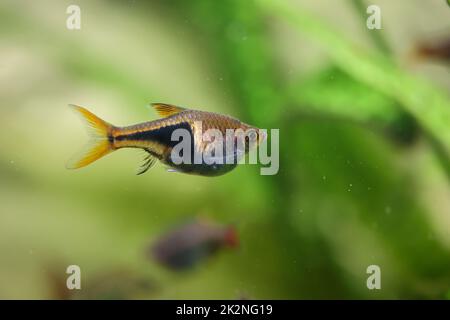 A wedge barb with lockjaw, a common disease in these animals Stock ...