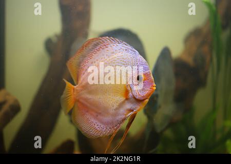 Portrait of a beautiful colored discus discus cichlid in a blackwater ...