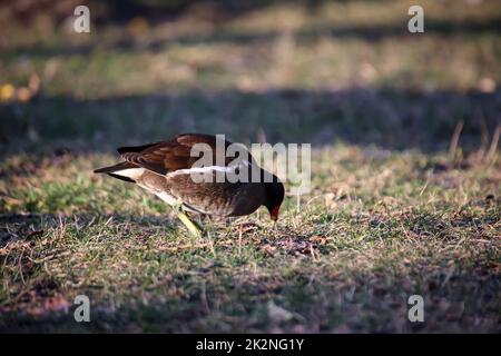 A pond rail, pond hen on the edge of a pond Stock Photo - Alamy