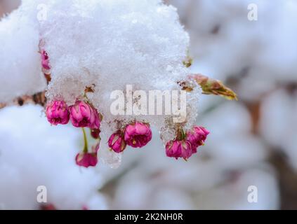 Pink cherry tree blossoms - Snow falls on spring flowers and cherry ...