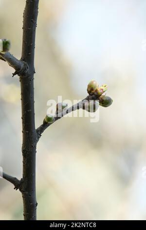 Sweet Cherry Buds Before Spring Blossom Stock Photo - Alamy