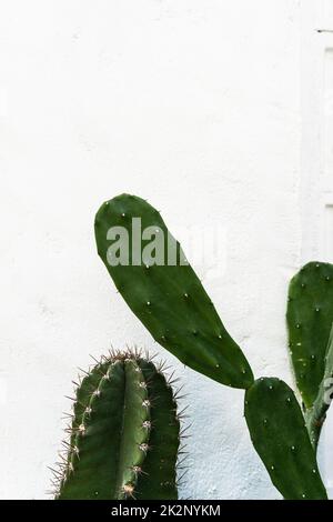 Cactus, Natural aesthetic shot of succulents close up, green plant ...