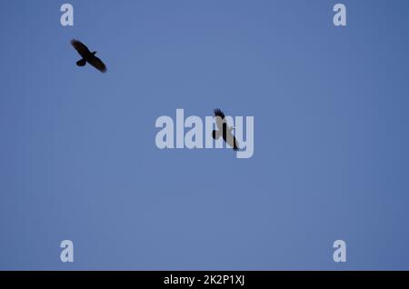 Canary Islands ravens in flight Stock Photo - Alamy