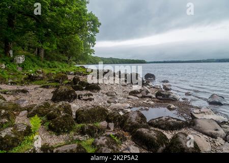 Ireland landscape and Fossa, Killarney National Park with a view over ...