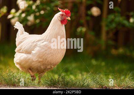 a single white chicken outdoors in the green Stock Photo - Alamy