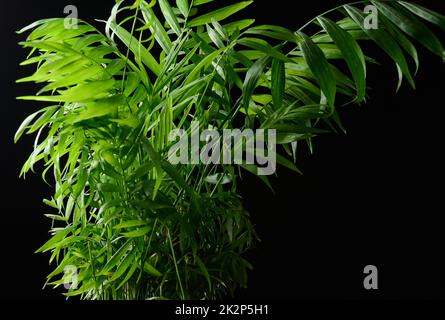 Growing palm tree bush in a pot on a black background Stock Photo - Alamy