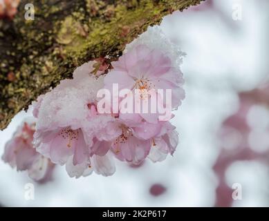 Pink cherry tree blossoms - Snow falls on spring flowers and cherry ...