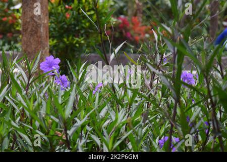 floral bushes plants of background photography Stock Photo - Alamy