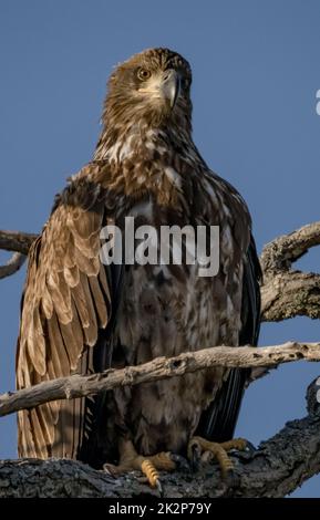 A vertical shot of a beautiful Bald Eagle perched on a road sign pole ...