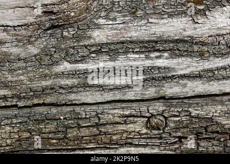 Dried log for wildlife with cracks and knots Stock Photo - Alamy