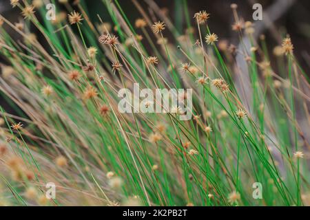 The pollen of the grass begins to dry. For new flowering Stock Photo ...