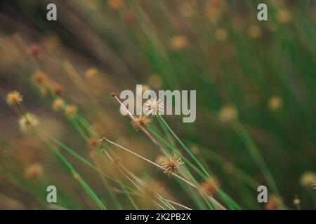 The pollen of the grass begins to dry. For new flowering Stock Photo ...