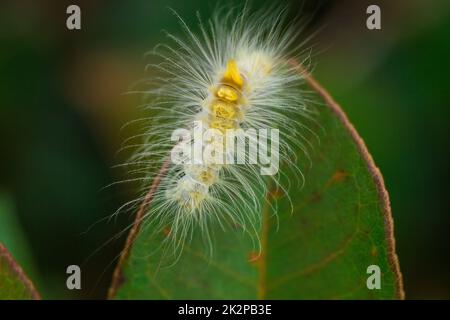 Close-up shots of white worms on the leaves Stock Photo - Alamy