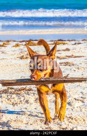 Mexican cute playful brown russian toy terrier dog wants to play with a ...