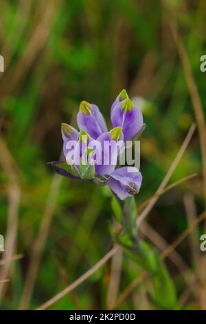 Blooming Burmannia disticha flowers in a wetland at sunrise. Close-up ...
