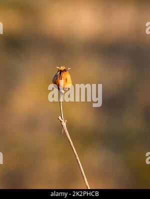 close-up pink and white carnation on a background Stock Photo - Alamy