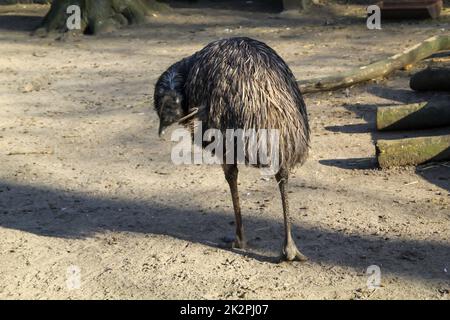 Photograph of an emu. Emus are flightless birds Stock Photo - Alamy