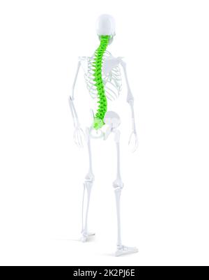 Male Human skeleton. Isolated. Contains clipping path Stock Photo - Alamy