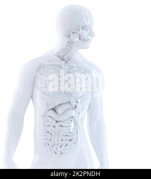 Male Human skeleton. Isolated. Contains clipping path Stock Photo - Alamy