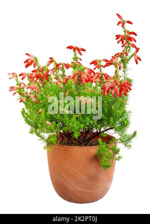 Isolated potted winter-flowering heather plant (erica carnea Stock ...
