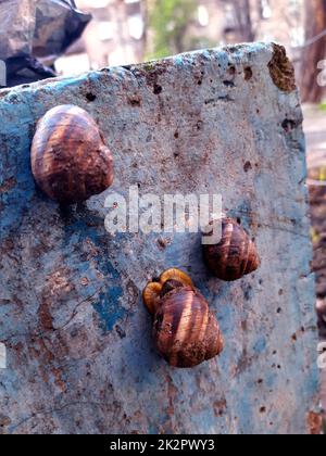 Snail on concrete surface with spiral shell and pebbles - green grass ...