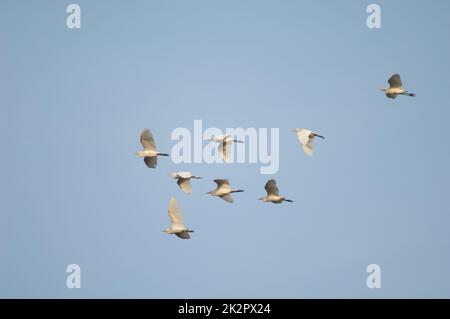A flock of cattle egrets (Bubulcus ibis) roosting on a red mangrove ...