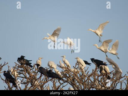 Cattle egrets and pied crows on a tree Stock Photo - Alamy