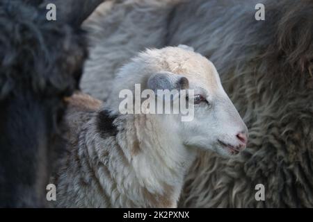 Portrait of a cute three-colored lamb Stock Photo - Alamy